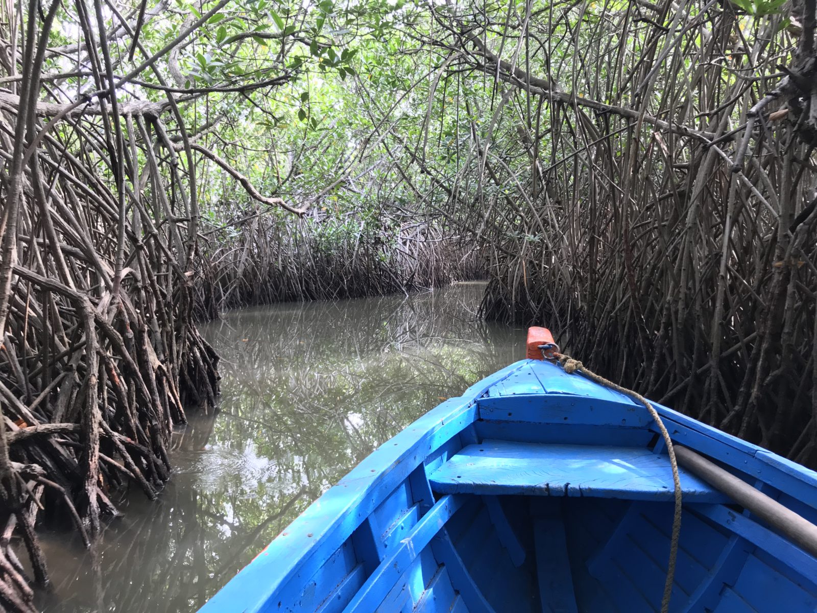Exploring the Mangrove Forest of Pichavaram - That Goan Girl