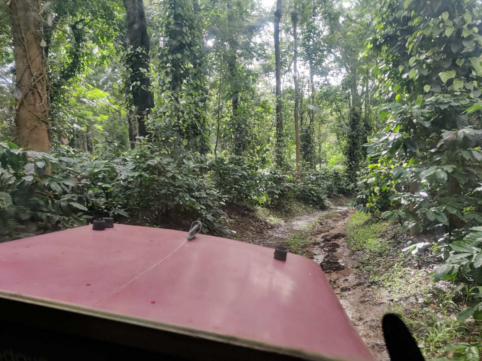 coffee plantation tour coorg | That Goan Girl